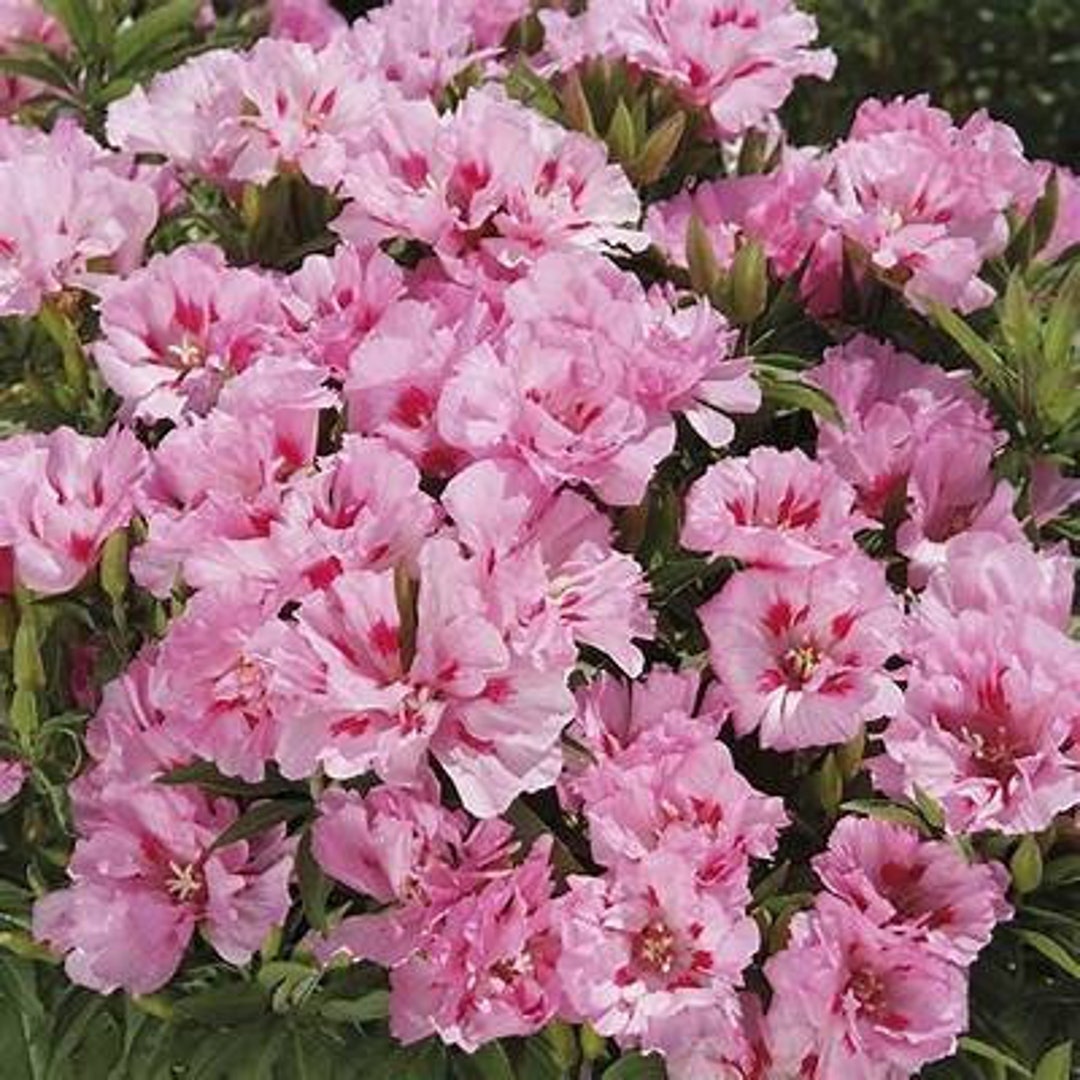 Pink Godetia Clarkia Amoena - Etsy