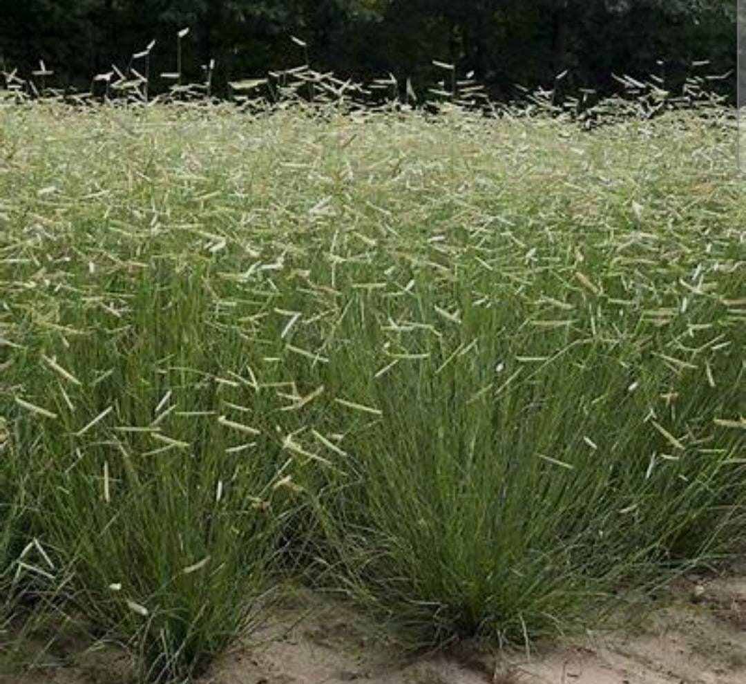 Blue Gama Grass Bouteloua Gracilis 1000 Seeds - Etsy