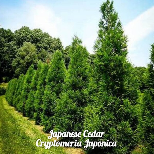 Japanese Cedar - Etsy