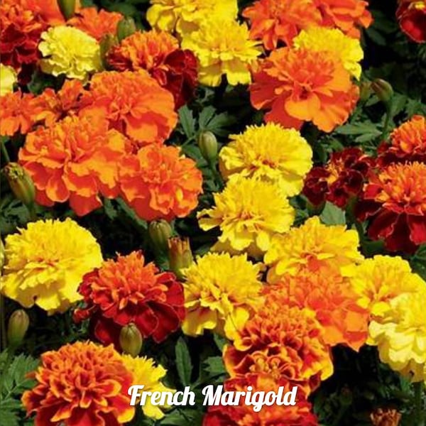 French Marigold - Etsy