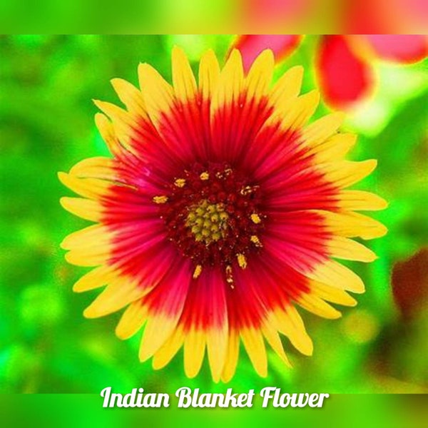 Indian Blanket Flower - Etsy