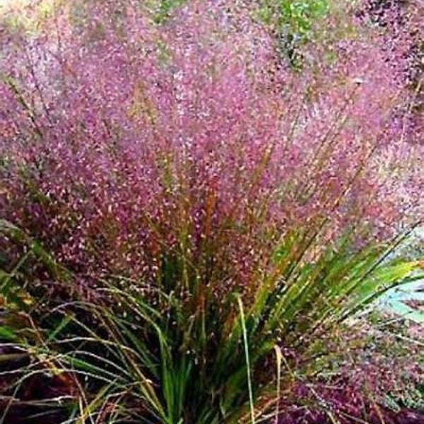 Purple Love Grass - Etsy