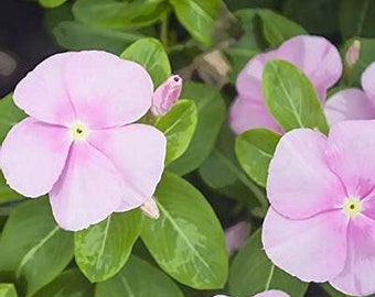 Vinca Raspberry Periwinkle Flower Seeds / Annual 40 - Etsy