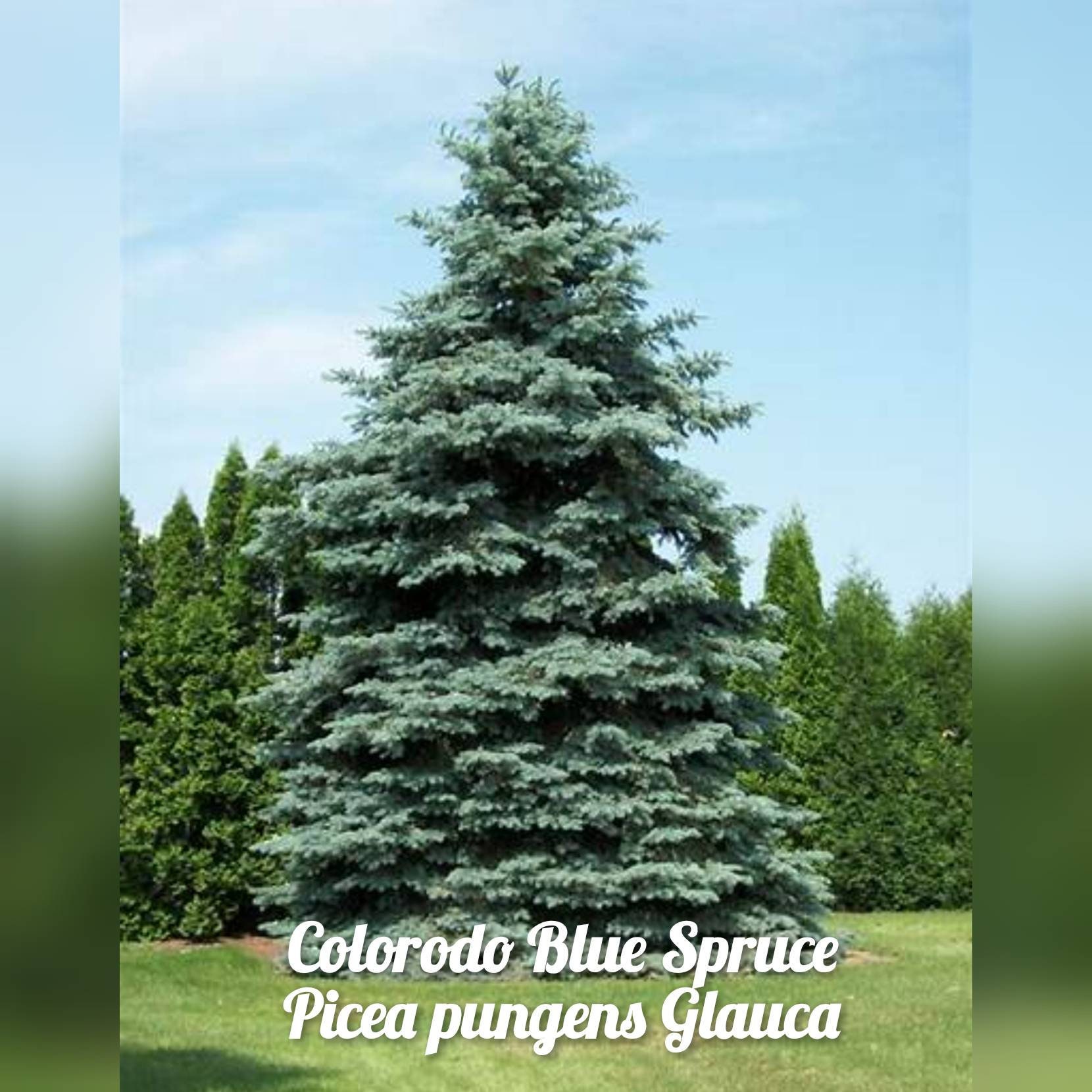 Blue Spruce Tree