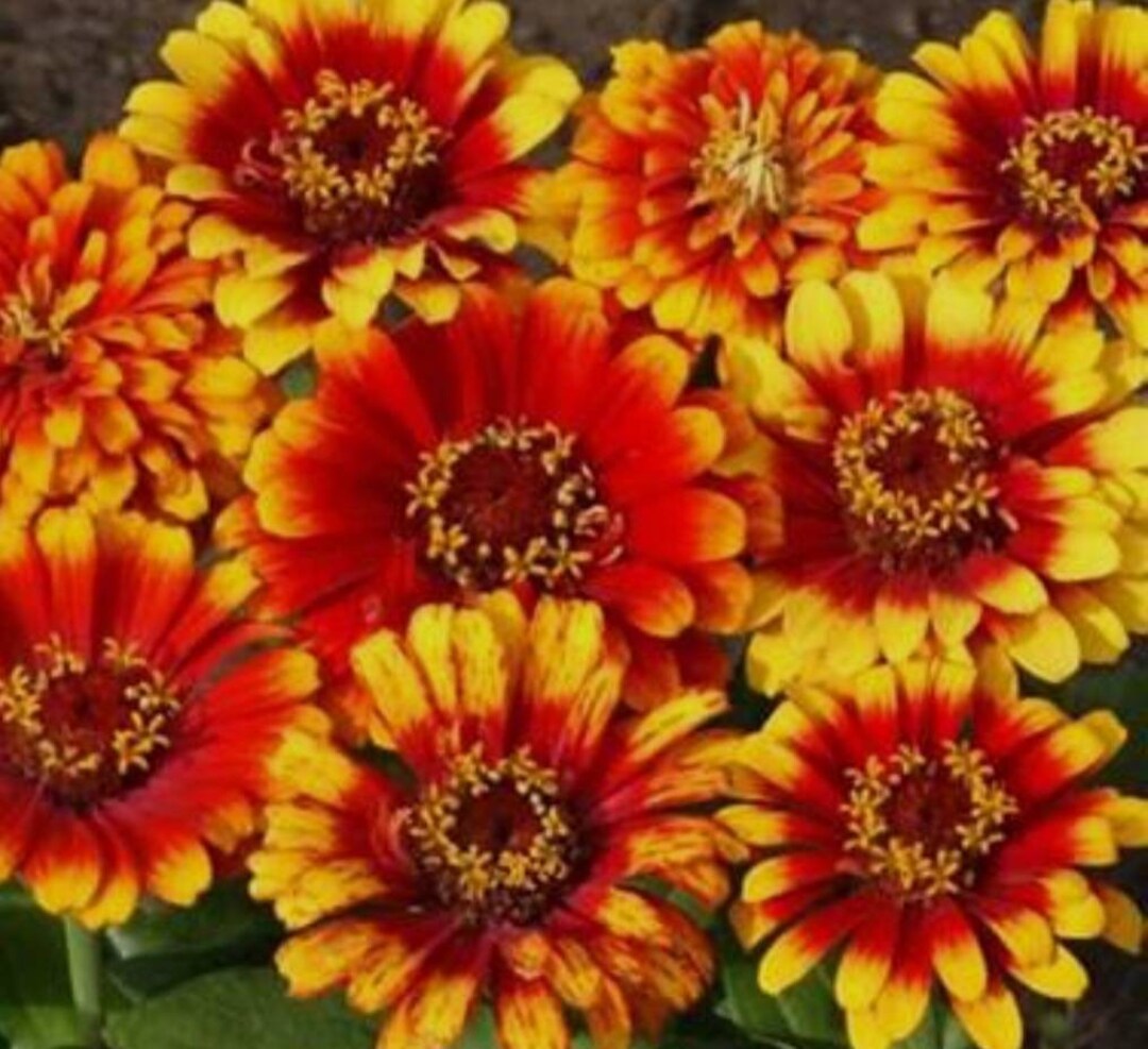 Zinnia Elegans Sombrero 200 Seeds - Etsy