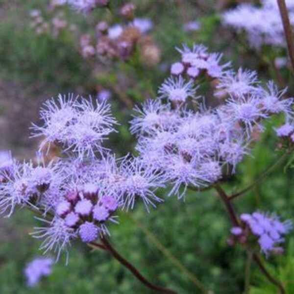 Butterfly Seeds - Etsy