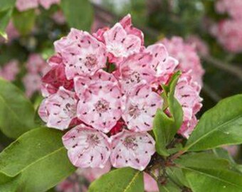 Mountain Laurel Bush Seeds kalmia Latifolia 50seeds - Etsy