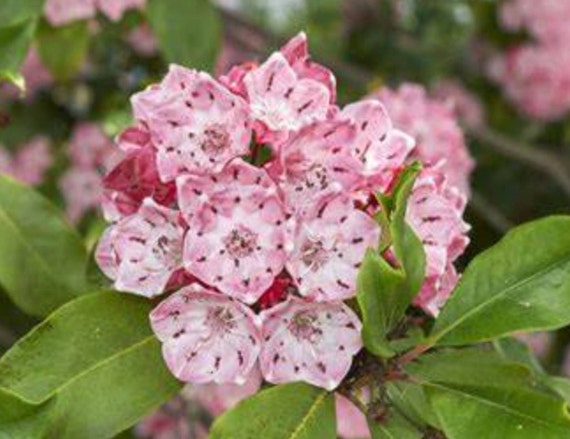 Gardening & Plants Home & Hobby calico-bush Kalmia latifolia mountain ...
