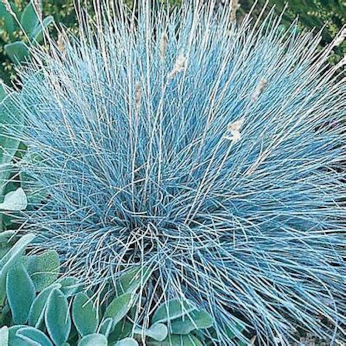 Blue Fescue Ornamental Grass 100 Seeds - Etsy