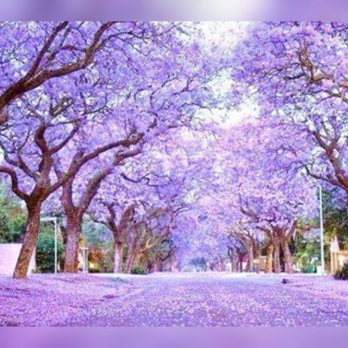 20 Paulownia Tomentosa Fragrant Purple EMPRESS TREE Seeds / - Etsy
