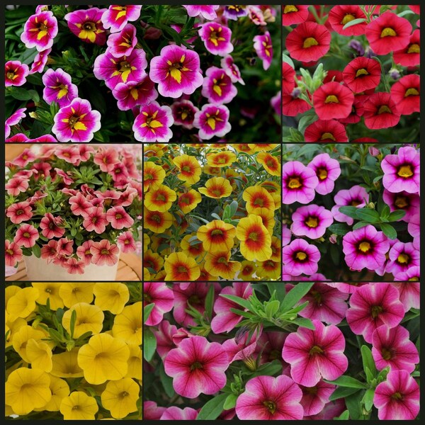 Calibrachoa Seeds - Etsy