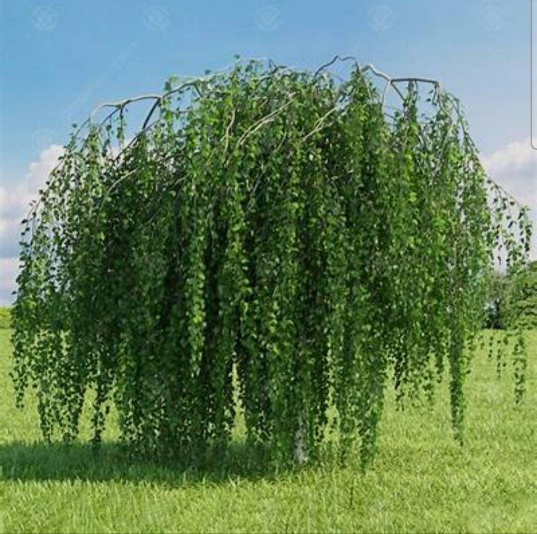 Weeping White Birch 30 Seeds - Etsy