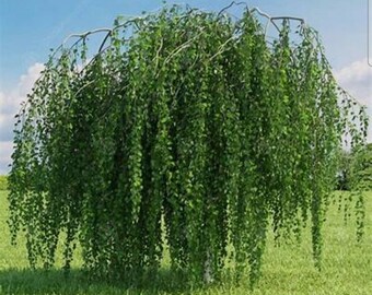 Weeping White Birch Tree Betula Pendula Medium Tree White - Etsy