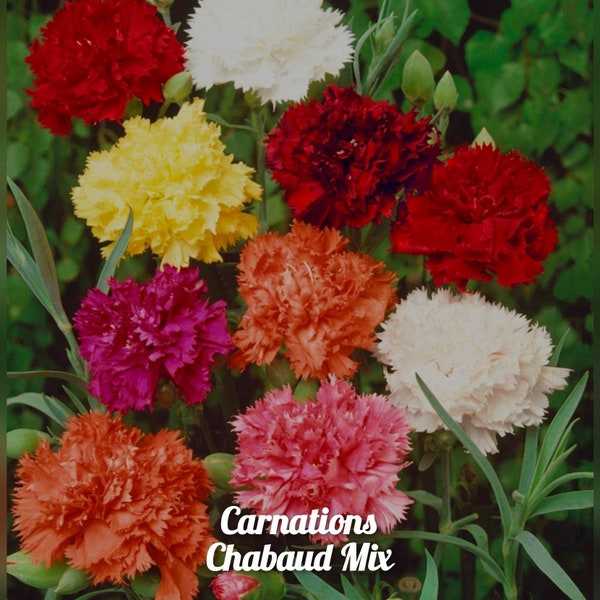 Chabaud - Etsy