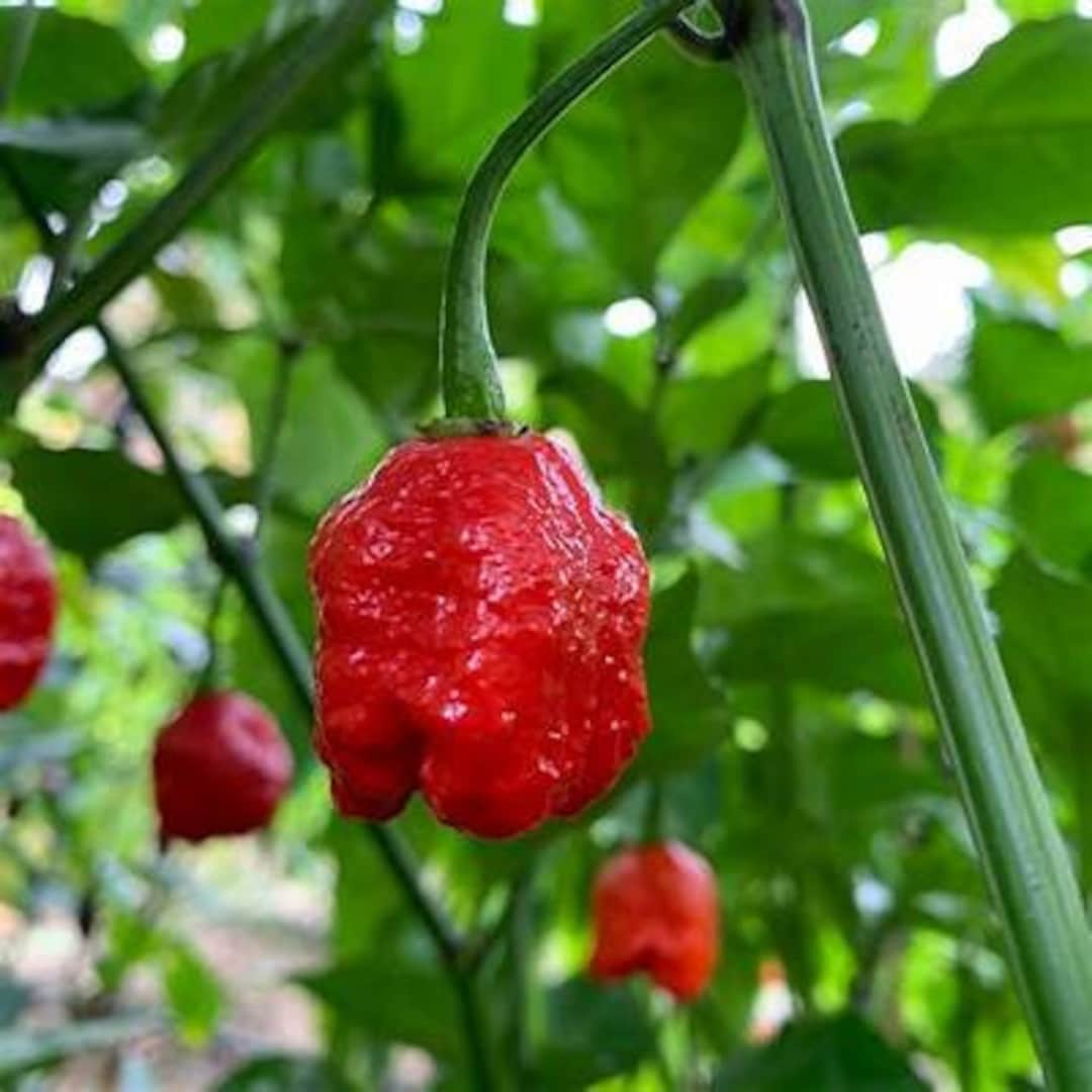 Dragons Breath Chili Pepper 100 Seeds - Etsy