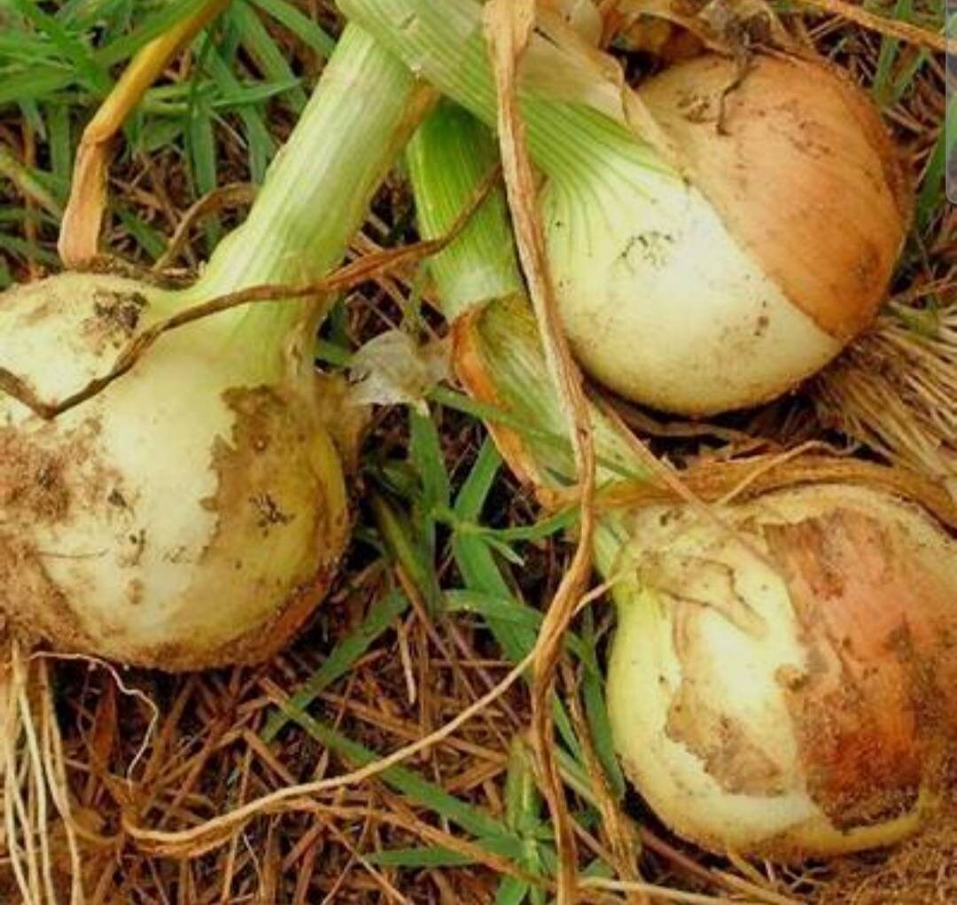Texas 1015Y Onion NON-GMO Heirloom 200 Seeds - Etsy
