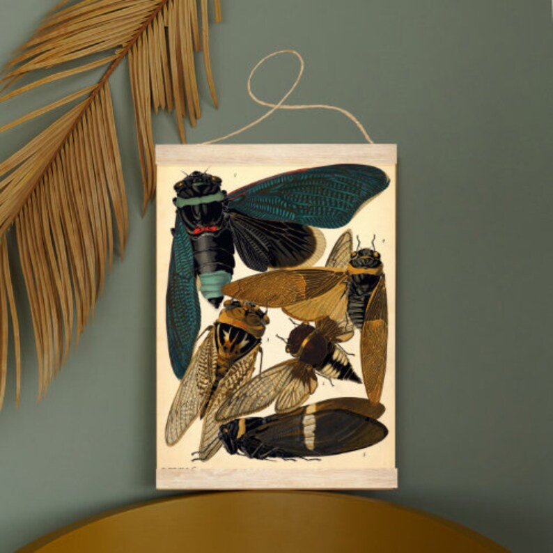Vintage Cicadas , Wooden Frames With Poster Hanger, Prints Hanger, Wall ...