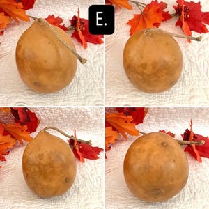 1 Vintage Stained Gourd Fall Halloween Thanksgiving Season Decor Nature ...