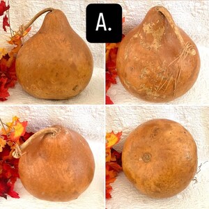 1 Vintage Stained Gourd Fall Halloween Thanksgiving Season Decor Nature ...
