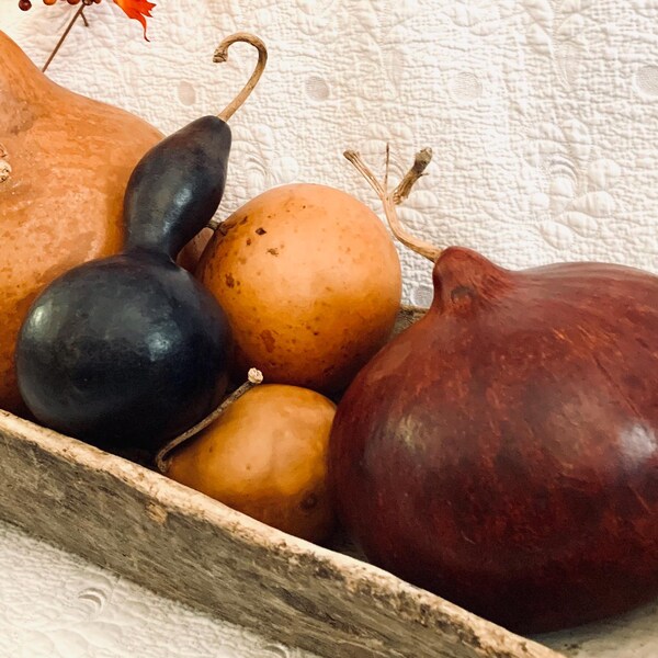 Halloween Gourds - Etsy