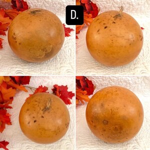 1 Vintage Stained Gourd Fall Halloween Thanksgiving Season Decor Nature ...