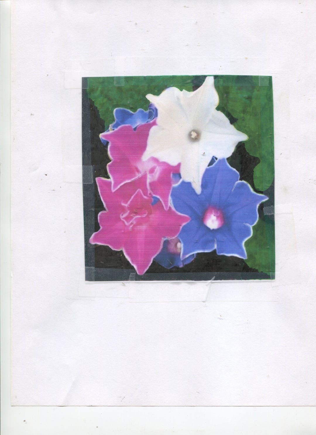 50 Kikyo Zaki ..multi Color... Morning Glory Seeds... Blue-pink and ...