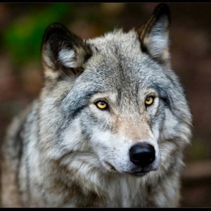Hand Carved Silver Semi Precious Stone Wolf Pendant With Flower ...