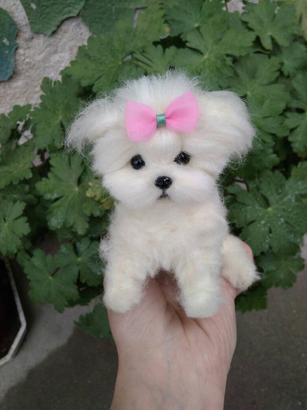 Teacup Maltese Puppies Full Grown