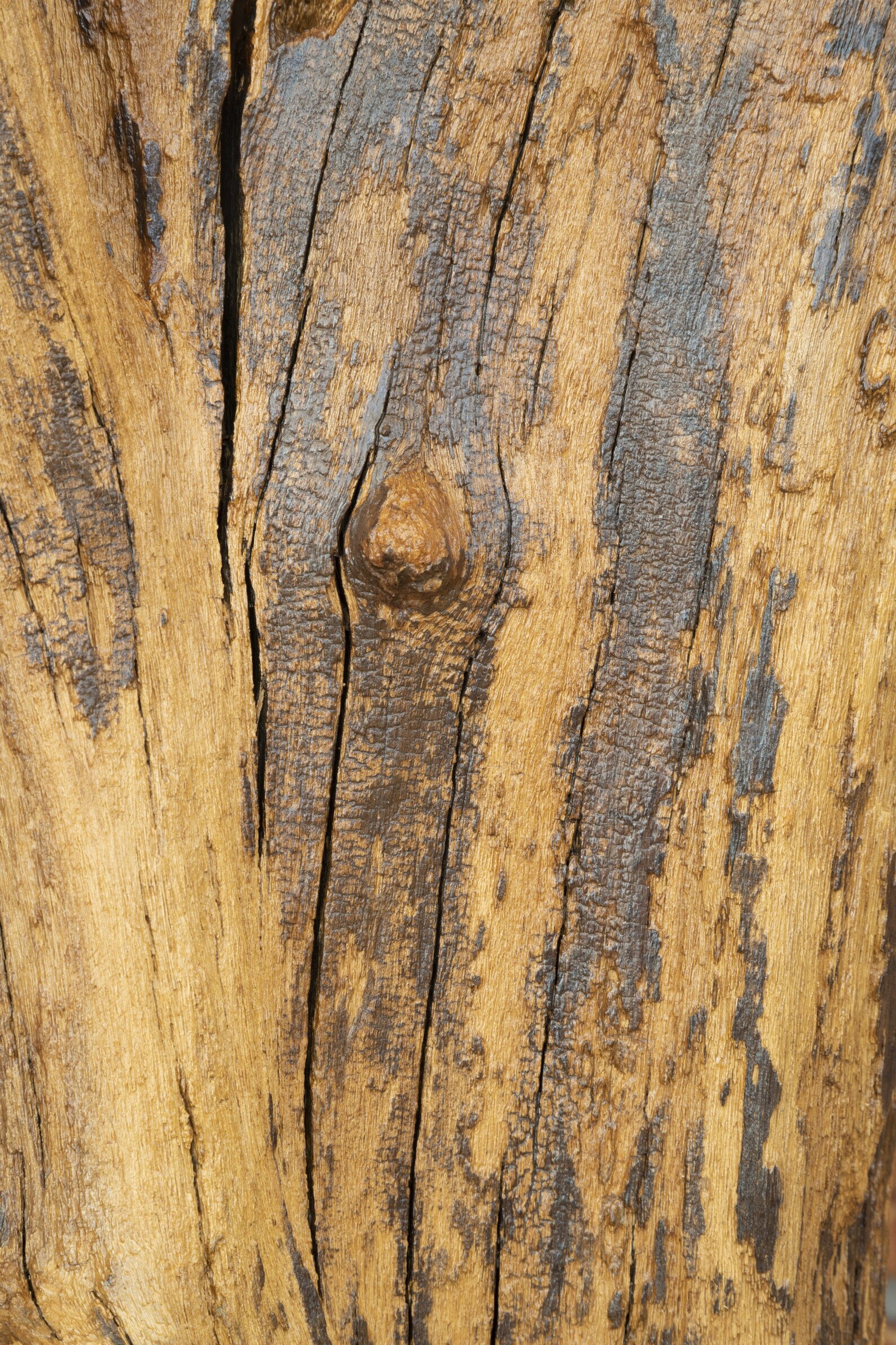 Noble Beginning and End - Acacia Decorative Sculpture - Etsy