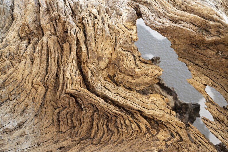 Oak Decorative Sculpture - Etsy