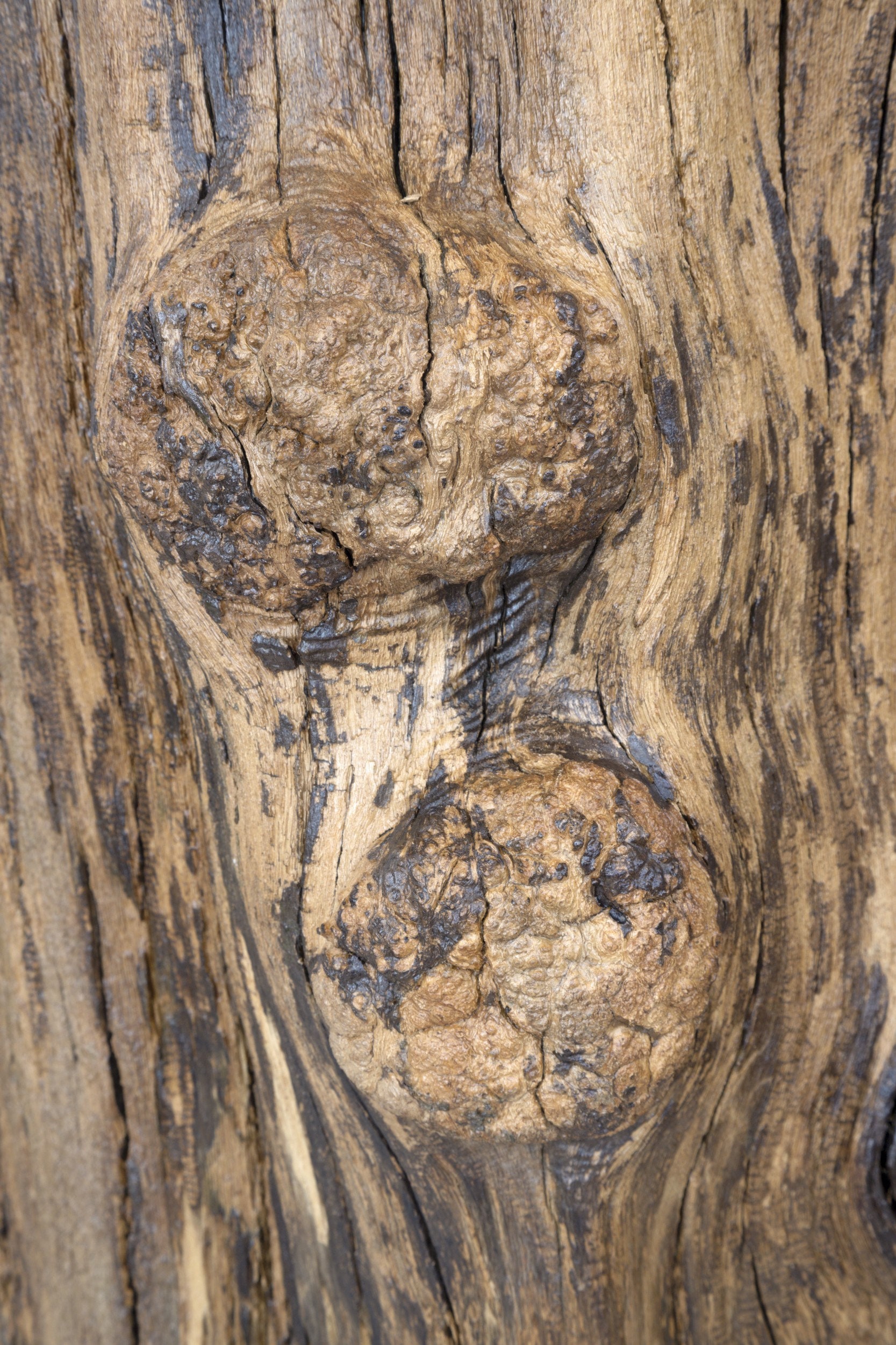 Noble Beginning and End - Acacia Decorative Sculpture - Etsy