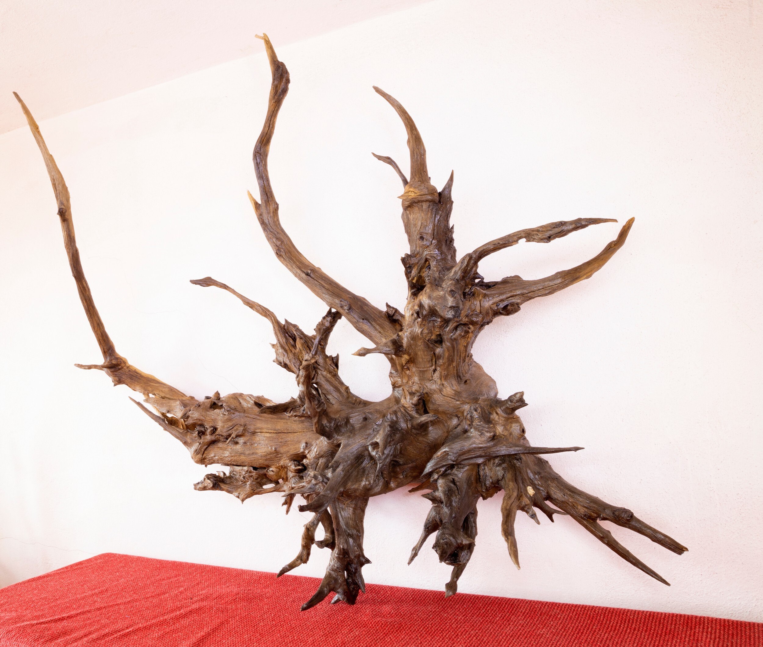 Like From the Sea - Acacia Hanging Decorative Sculpture - Root - Etsy
