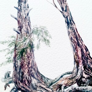 Twisted Timbers - Original Watercolor Tree Painting, Pine Tree Wall Art ...
