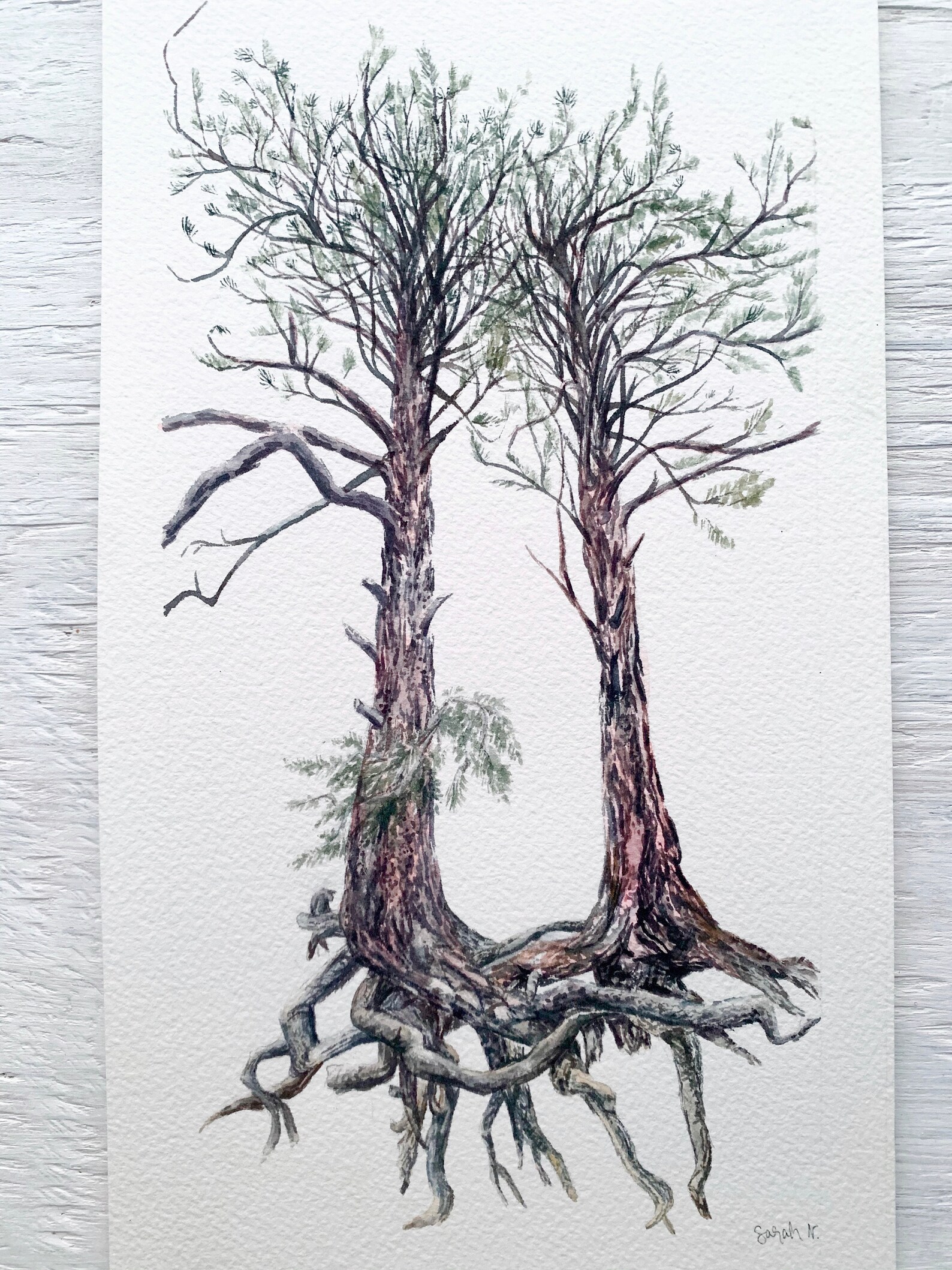Twisted Timbers - Original Watercolor Tree Painting, Pine Tree Wall Art ...