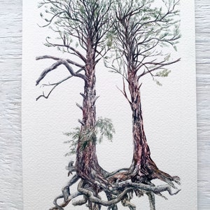 Twisted Timbers - Original Watercolor Tree Painting, Pine Tree Wall Art ...