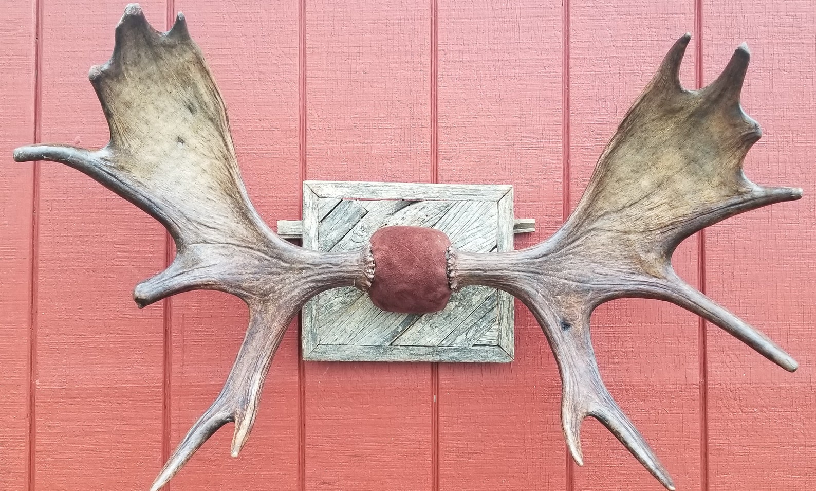 Professionally Mounted Authentic Moose Antler Sheds | Etsy