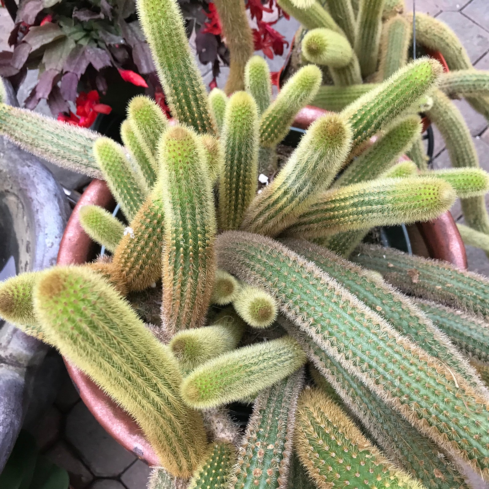 Cleistocactus Tarantula Cactus Cleistocactus Winteri Golden - Etsy