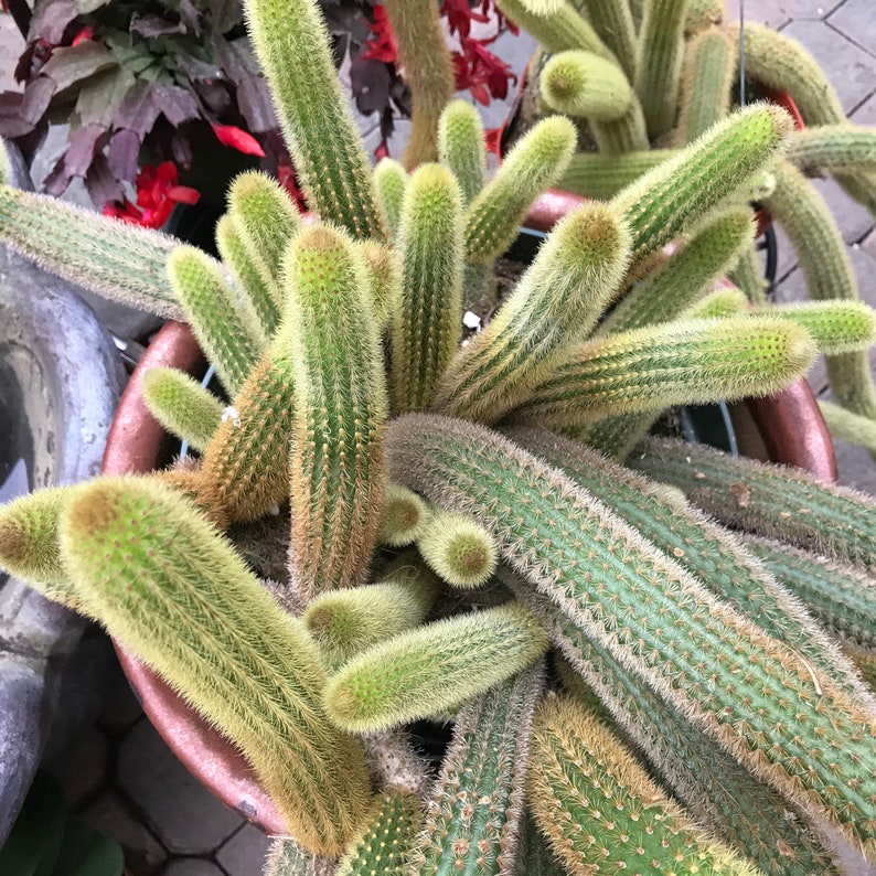 Cleistocactus Tarantula Cactus Cleistocactus Winteri Golden - Etsy