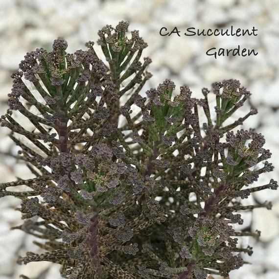 Kalanchoe Tubiflora Maternity Plant