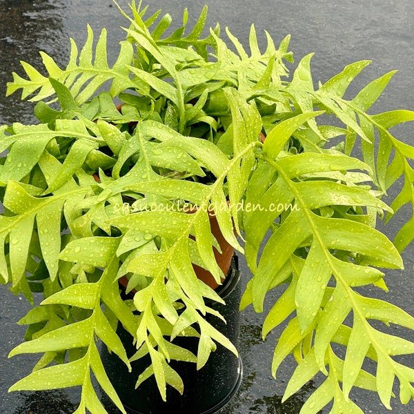Fern Leaf Cactus - Etsy