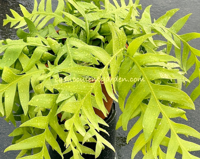 Selenicereus Chrysocardium Fern Leaf Sharktooth Cactus Unrooted Plant ...