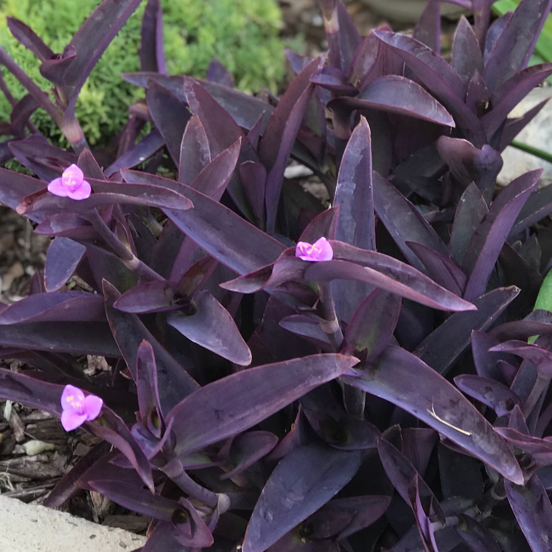 Tradescantia Pallida, Purple Secretia, Purple Heart, Purple Queen ...