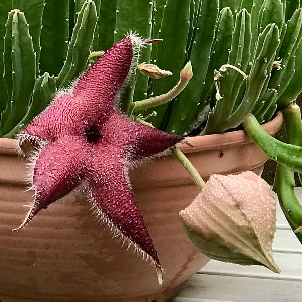 Starfish Cactus - Etsy