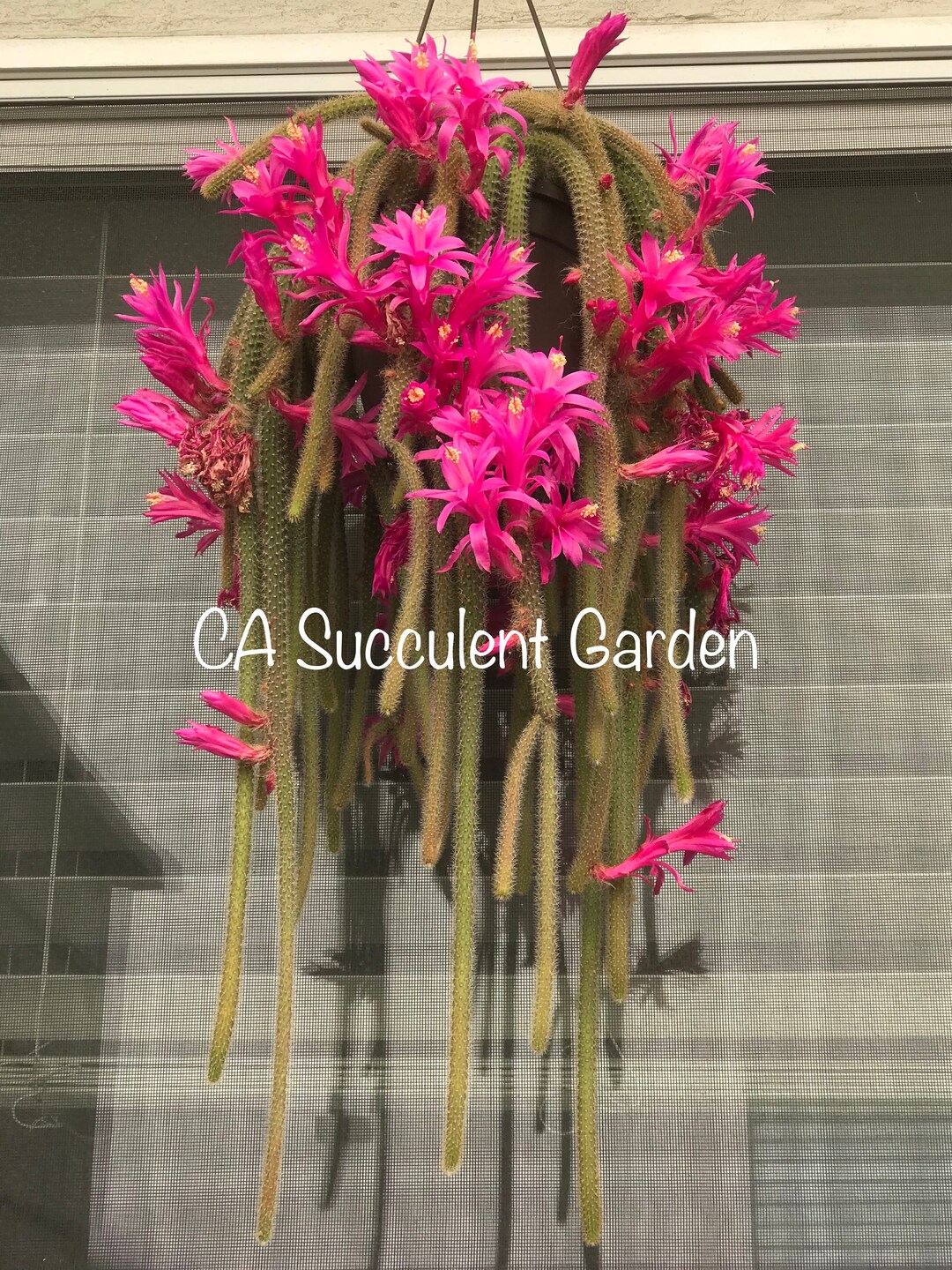 Disocactus Flagelliformis Rat's Tail Cactus, Flor De Látigo ...