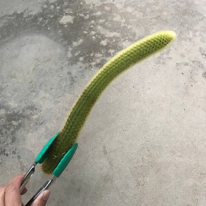 Cleistocactus Tarantula Cactus Cleistocactus Winteri, Golden Rat Tail ...