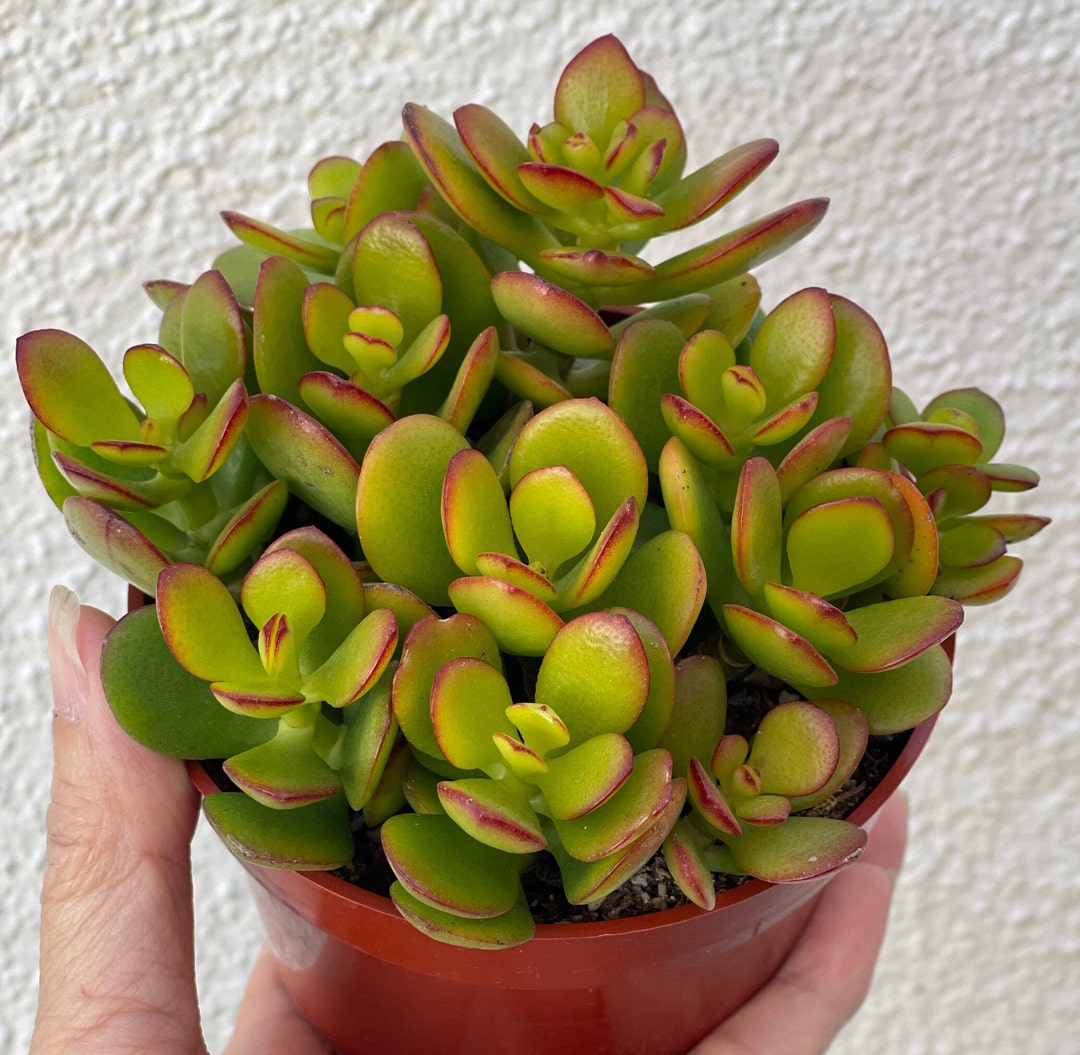 Crassula Ovate 'crosby's Compact' Jade Plant - Etsy