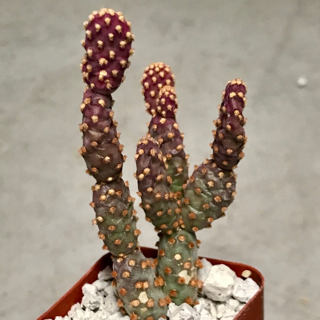 Opuntia Rufida Minima, Mini Cinnamon Cactus - Etsy