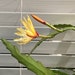 Disocactus Macranthus Golden Orchid Cactus Unrooted Succulent Plant ...