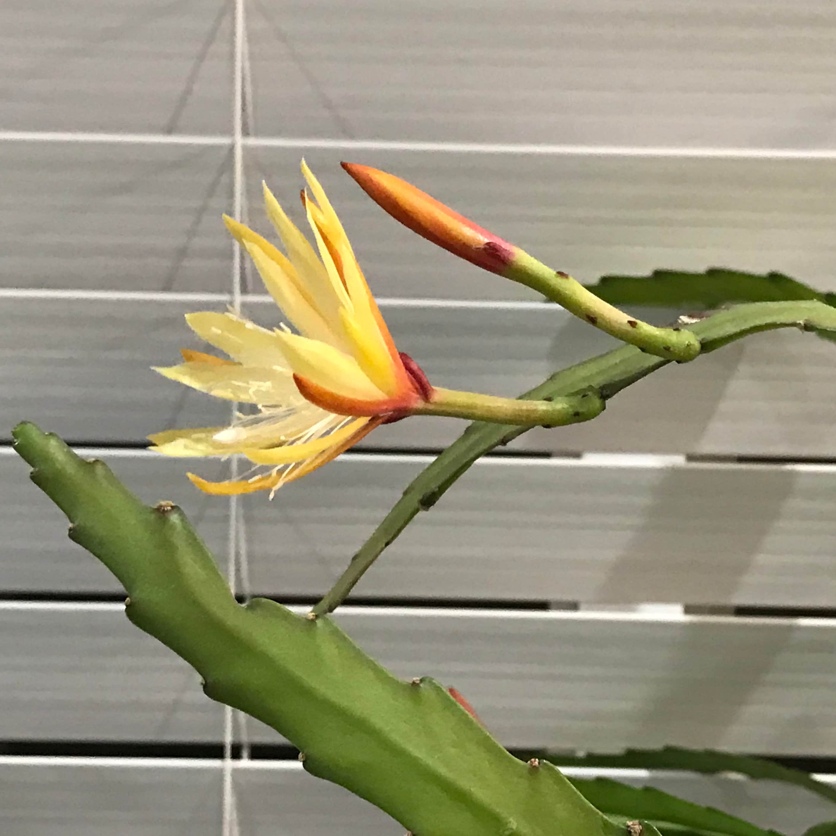 Disocactus Macranthus Golden Orchid Cactus Unrooted Succulent Plant ...