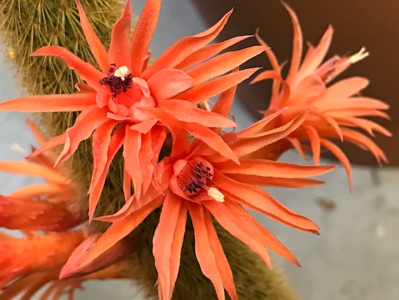 Cleistocactus Tarantula Cactus Cleistocactus Winteri Golden - Etsy